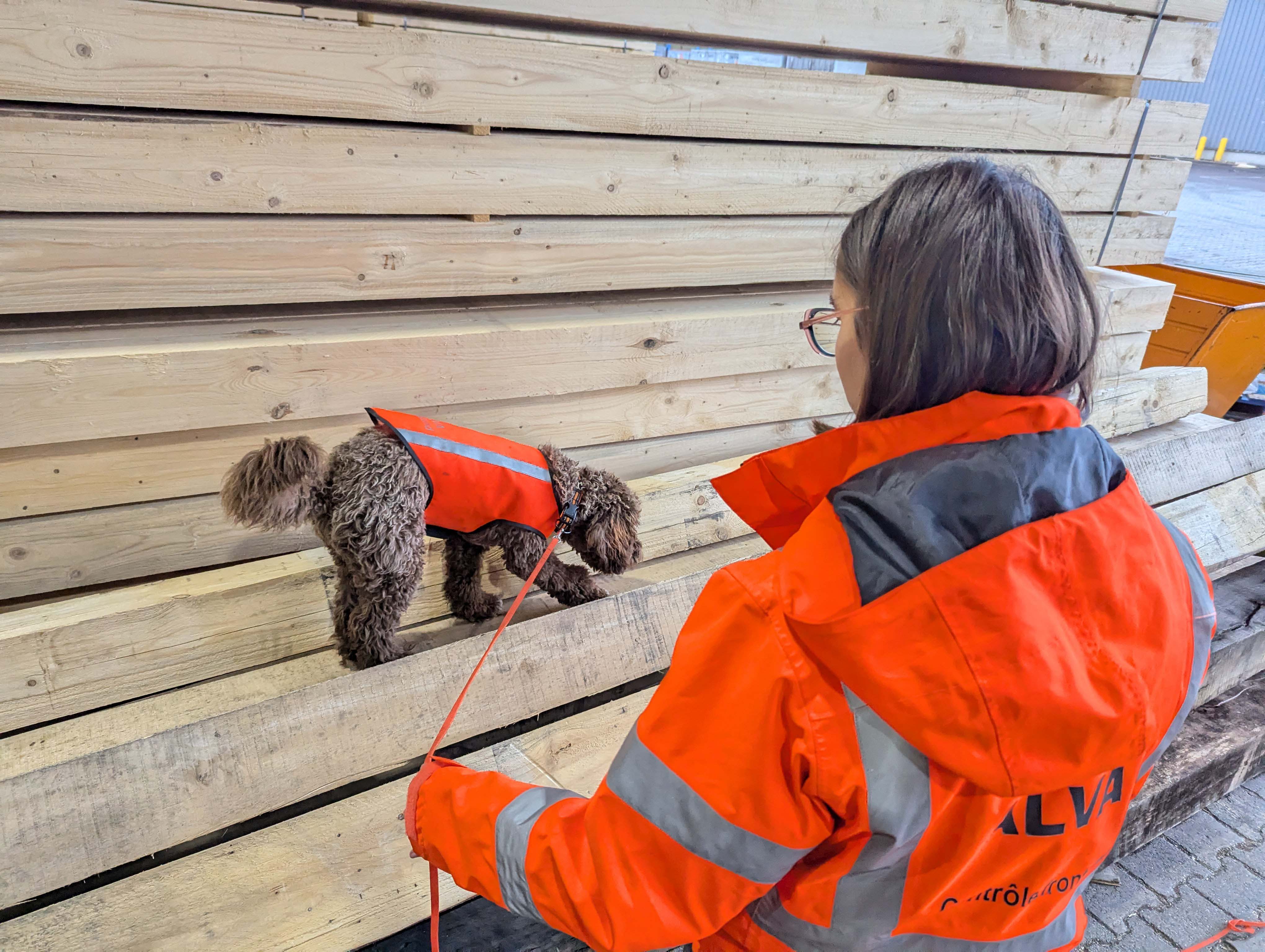 Im Einsatz gegen fremdländische Schädlinge - Landwirtschaftsportal - Luxembourg