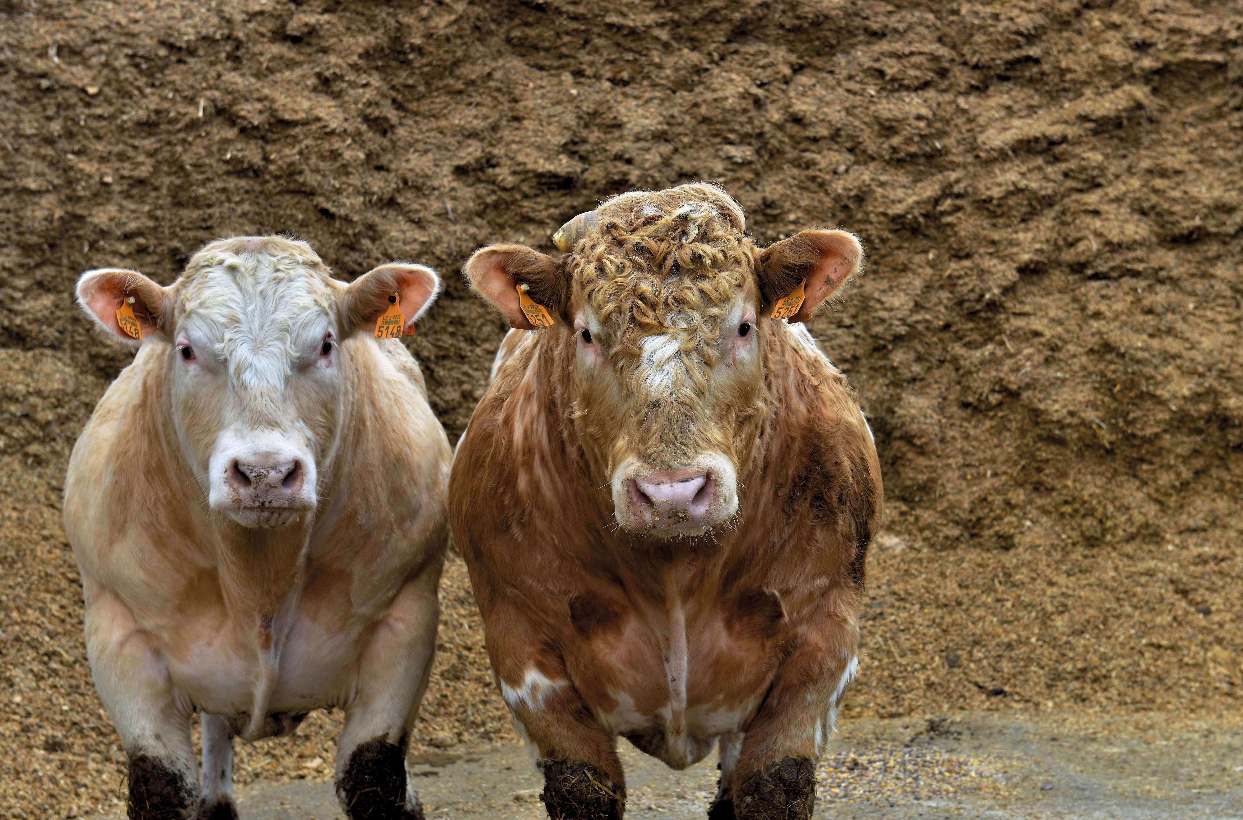 Korrekte Identifizierung der Rinder - Landwirtschaftsportal - Luxembourg